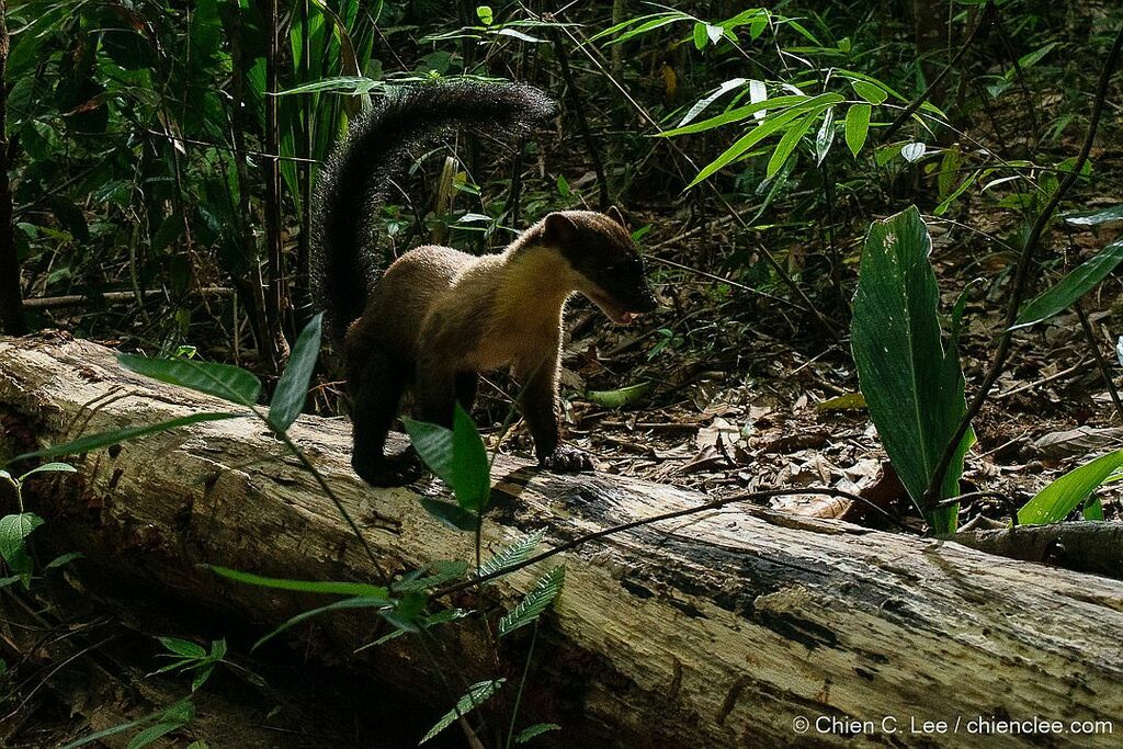 Malaysian Yellow-throated Marten in January 2024 by Chien Lee · iNaturalist