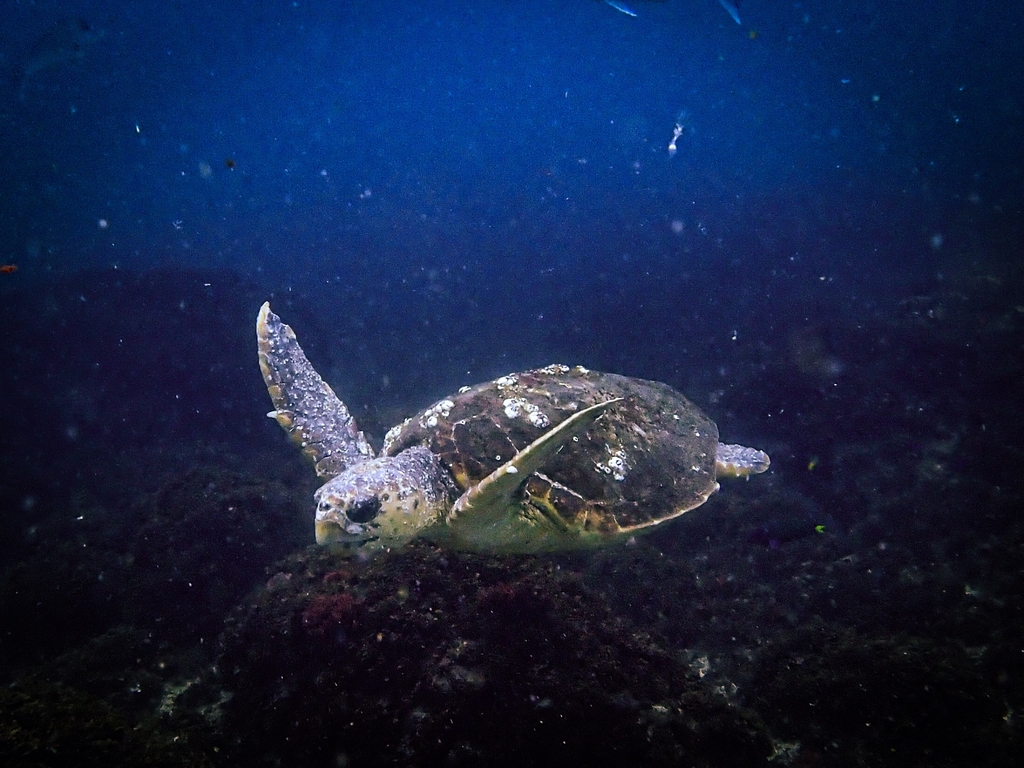 Loggerhead Sea Turtle from Byron Bay NSW 2481, Australia on February 4 ...