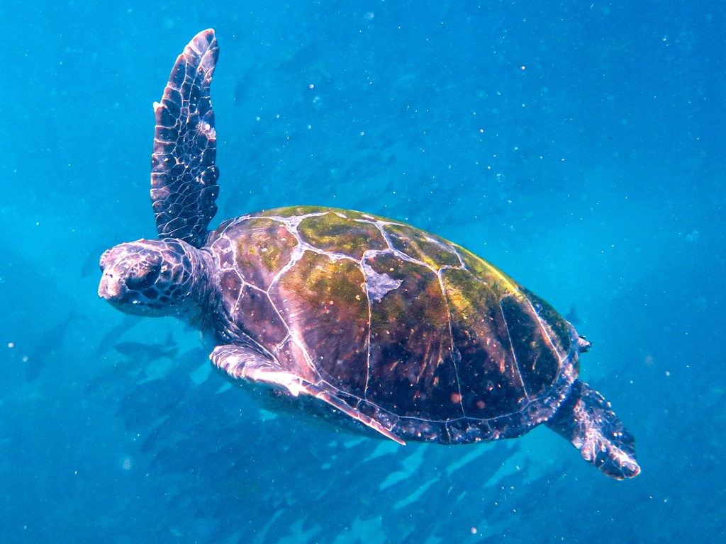 Green Sea Turtle from Byron Bay NSW 2481, Australia on January 1, 1980 ...