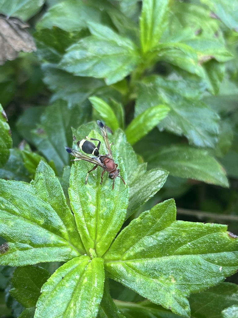 Polistes brunus from โรงเรียนจุนวิทยาคม, อ.จุน, จ.พะเยา, TH on January ...