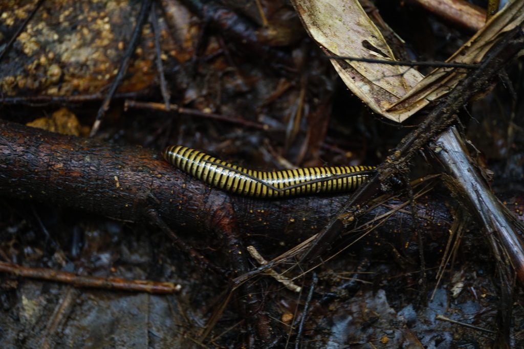 Bumblebee Millipede from Gizo, Solomon Islands on October 26, 2023 at ...