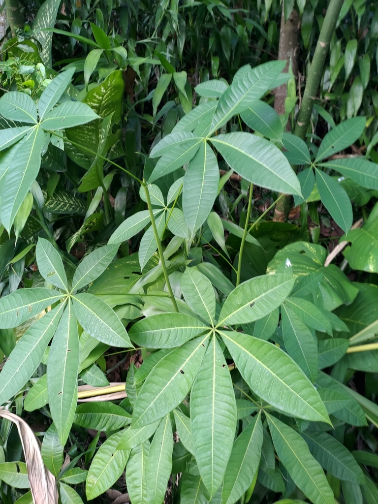 saba nut tree from 541台灣南投縣中寮鄉清水村 on January 31, 2024 at 04:53 PM by ...