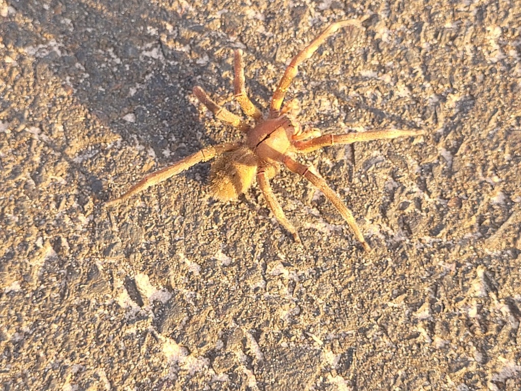 Armed Spiders from Pardinho, SP, BR on January 31, 2024 at 06:55 AM by ...