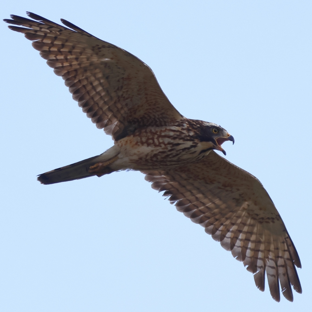 Gray-faced Buzzard from 1893 Okuma, Kunigami, Kunigami District ...