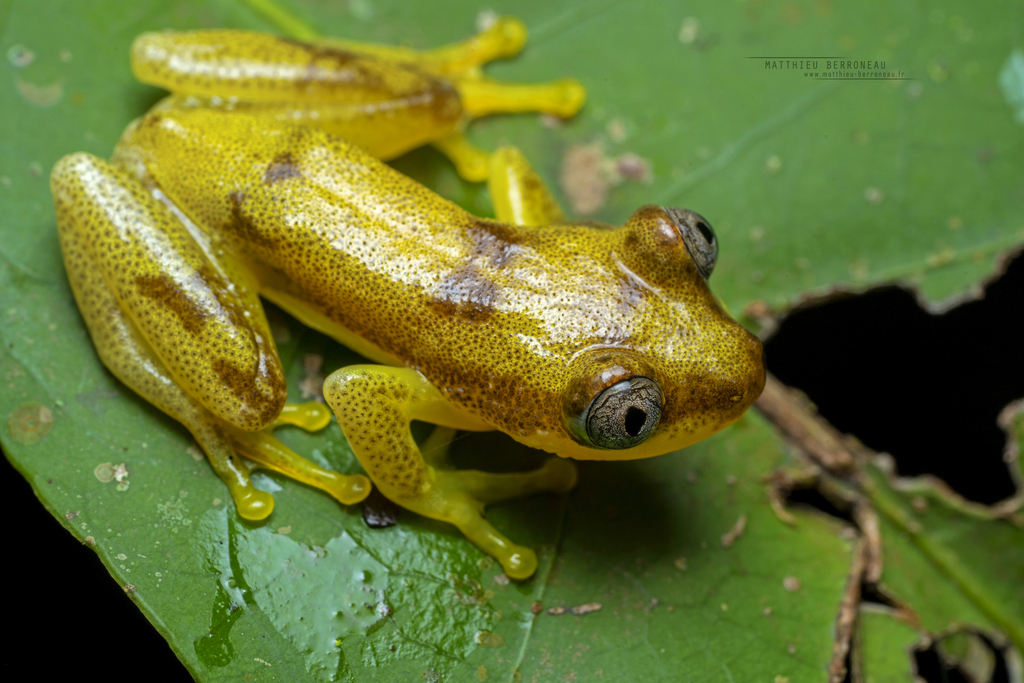 Banana Frogs in January 2024 by Matthieu Berroneau. Delicate Spiny Reed ...