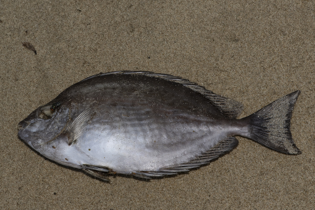 Java Rabbitfish from Changi, Singapore on January 26, 2024 at 06:24 PM ...