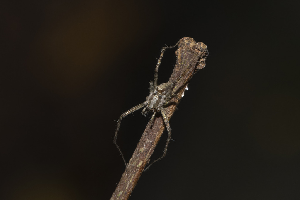 Leaf-running Spiders from Central Water Catchment, Singapore on January ...