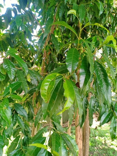 Olea welwitschii · NaturaLista Colombia