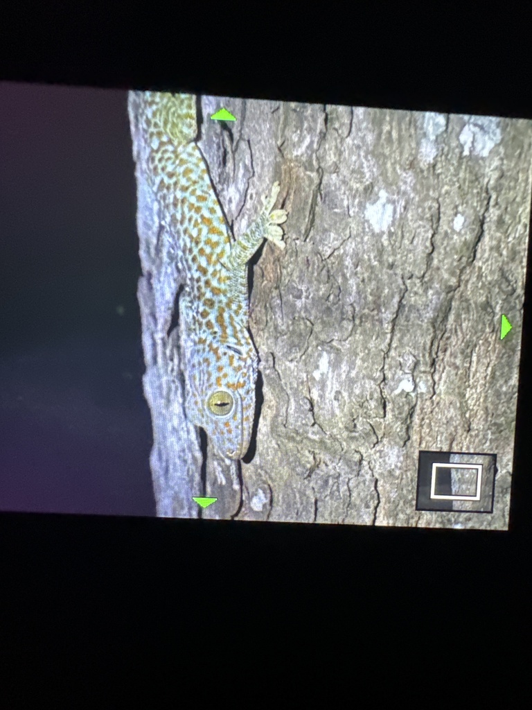 Tokay Gecko from Palawan, Puerto Princesa, Palawan, PH on January 31 ...