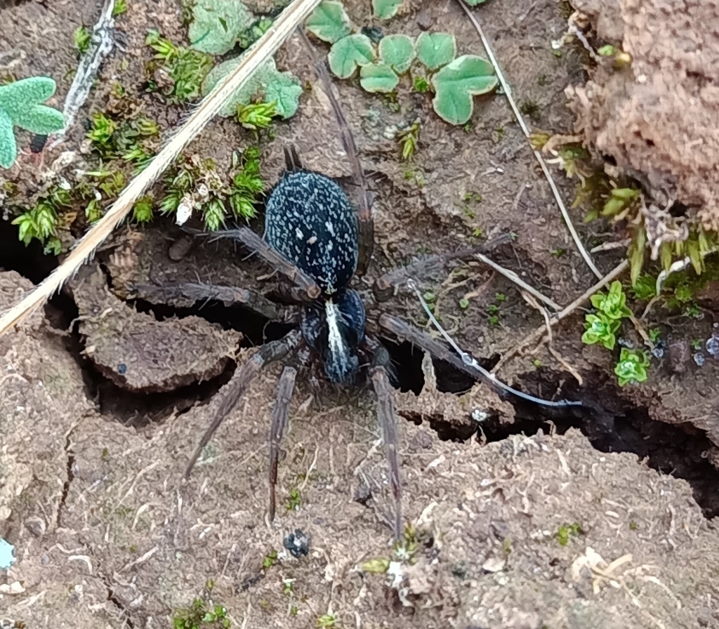 Textrix in January 2024 by Haroun Nemouchi · iNaturalist