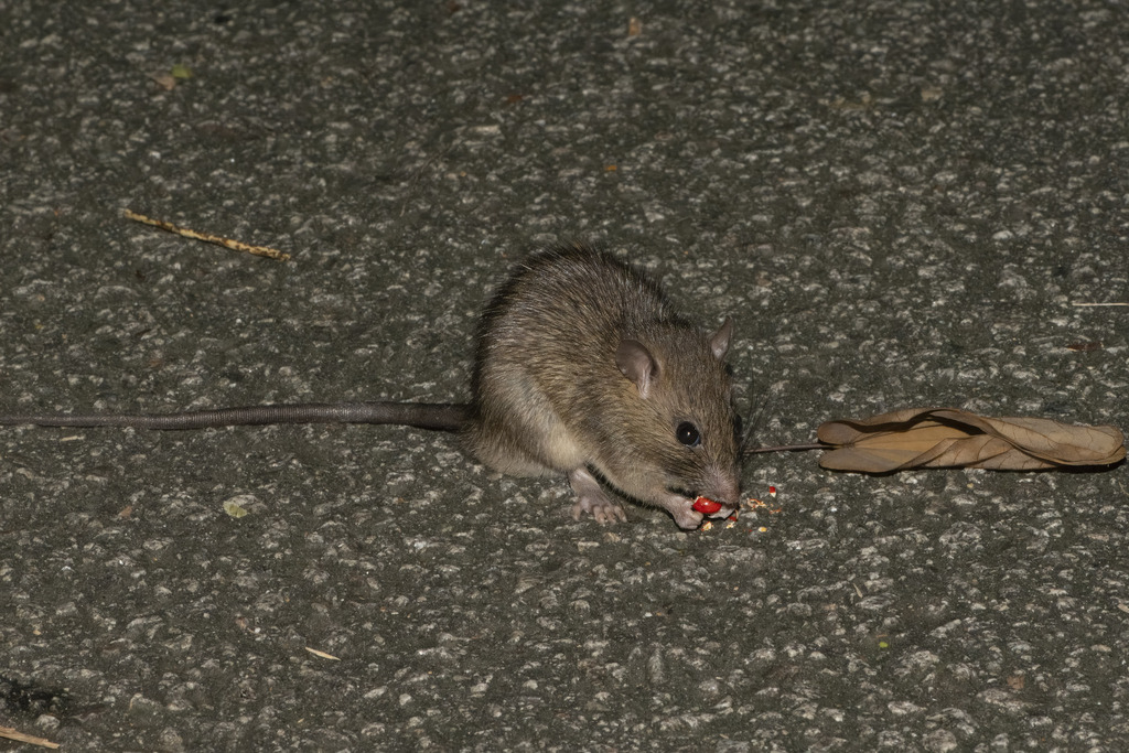 Annandale's Sundaic Rat from Central Water Catchment, Singapore on ...