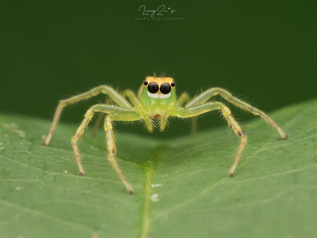Epeus flavobilineatus from Sepang, Selangor, Malaysia on January 31 ...