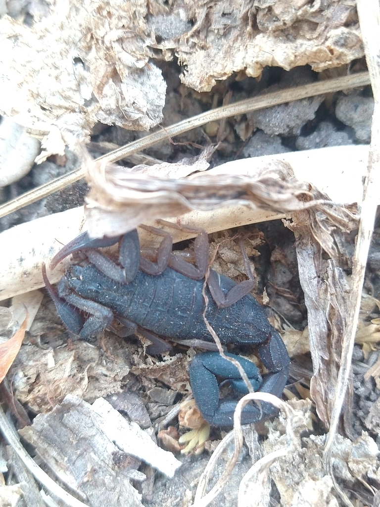 Slender Brown Scorpion from San Martín, El Salvador on January 7, 2024 ...