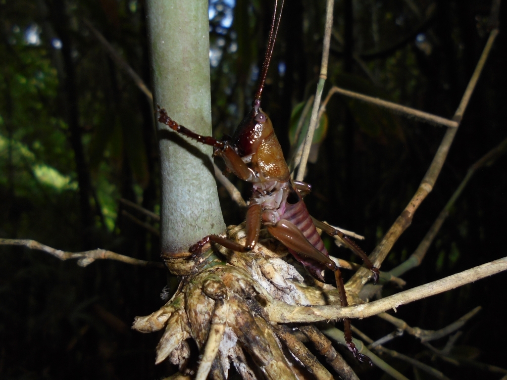 Salomona from Ngadi, Kec. Pulau Dullah Utara, Kota Tual, Maluku ...