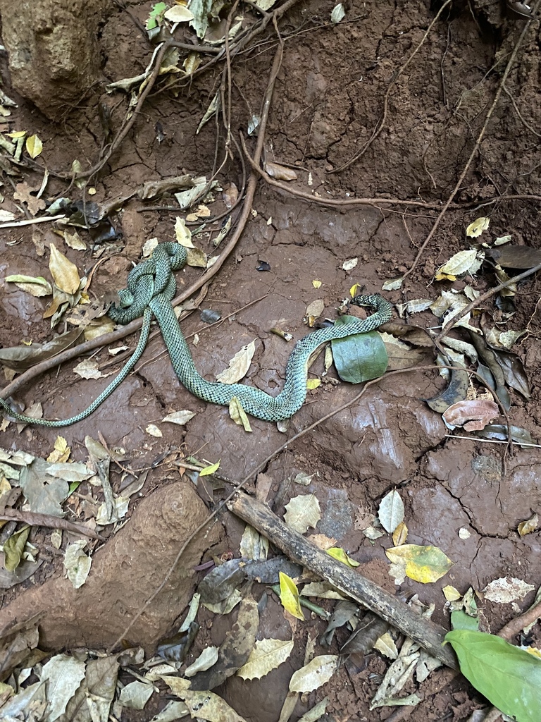 Golden Tree Snake from Thale Ko Yao, TH on January 31, 2024 at 05:01 PM ...