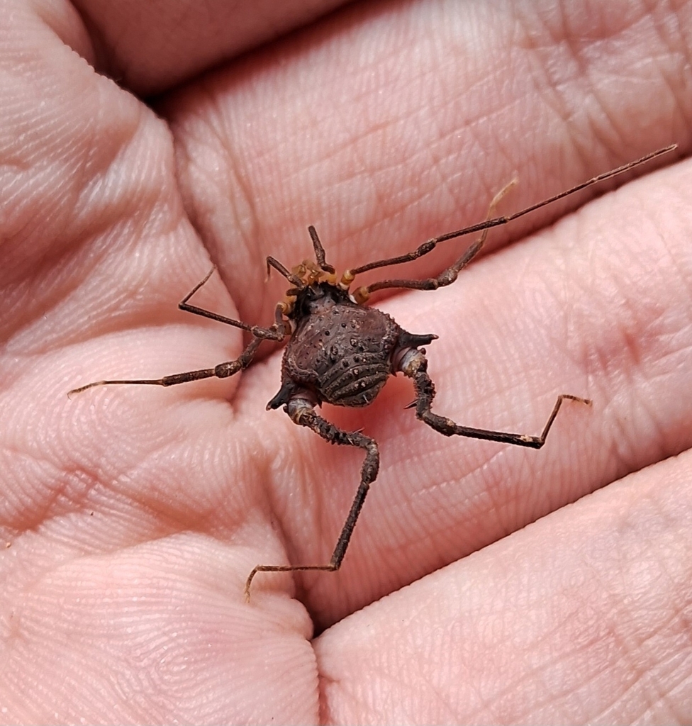 Mischonyx squalidus from Jundiaí on January 31, 2024 at 11:26 AM by phk ...