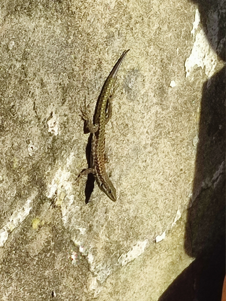 Green Iberian Wall Lizard from 2205-264 Concavada, Portugal on January ...