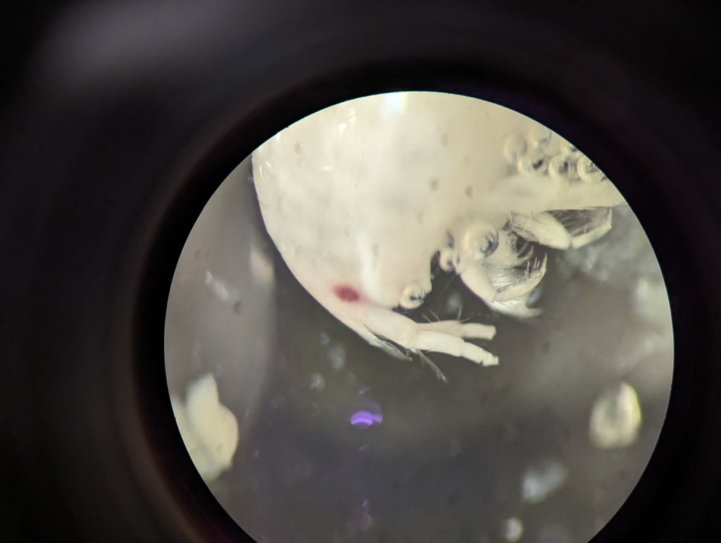 Phoxocephalidae in October 2023 by Nicole Fox · iNaturalist