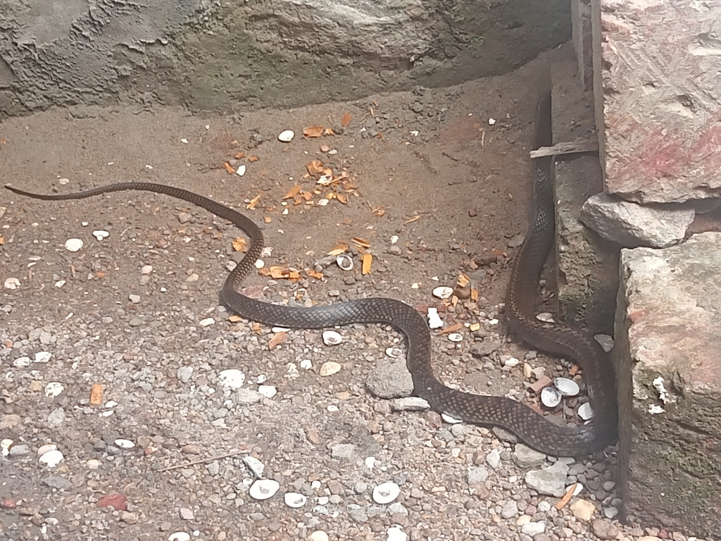 Oriental Rat Snake from Thambi Road on January 6, 2024 at 02:40 PM by ...