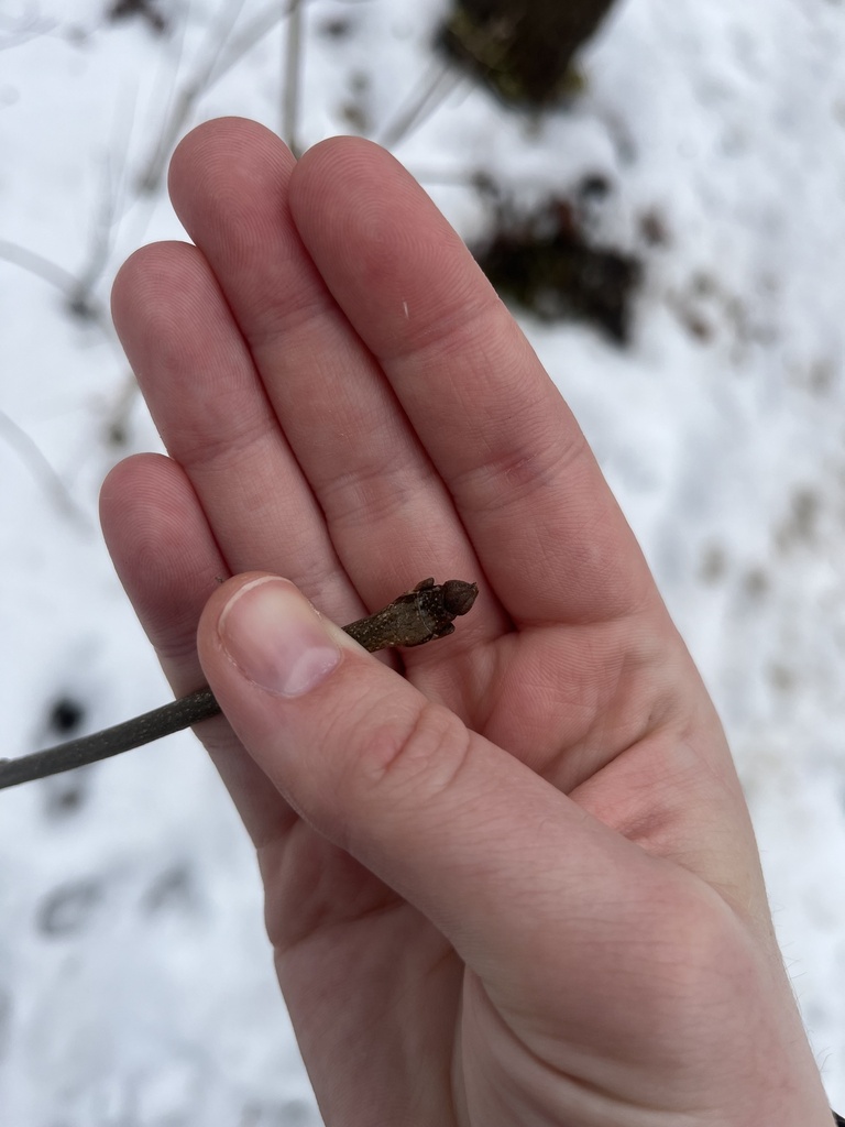 white ash from Hathaway Crt, Caledon, ON, CA on January 31, 2024 at 12: ...