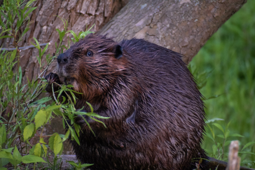 American Beaver from Vermilion Township, Vermilion, OH, US on May 27 ...