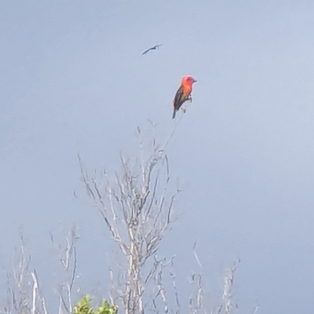 Aldabra Fody in January 2024 by Daniel Austin · iNaturalist