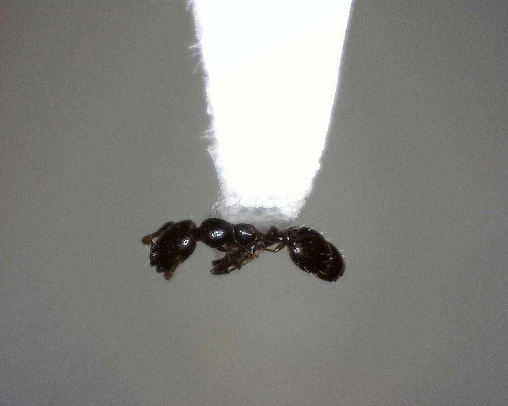 Monomorium minimum from Kimble County, TX, USA on July 14, 2023 at 12: ...