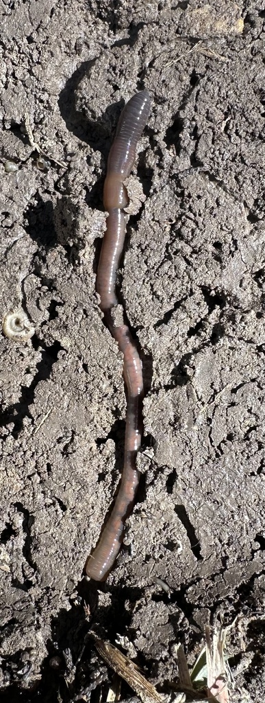 Earthworms from Tubbs Rd, Rockwall, TX, US on January 31, 2024 at 01:26 ...