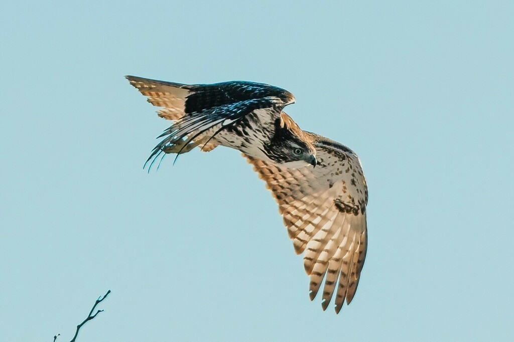 Red-tailed Hawk from V8HQ+XMM Marsh Wren Community Wetlands, Lincoln ...