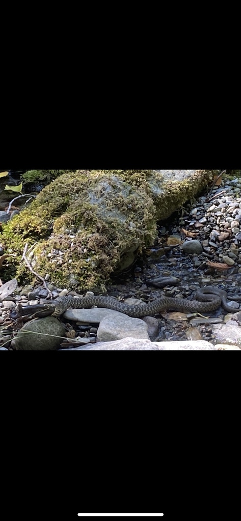Oregon Aquatic Garter Snake from Six Rivers National Forest, Gasquet ...