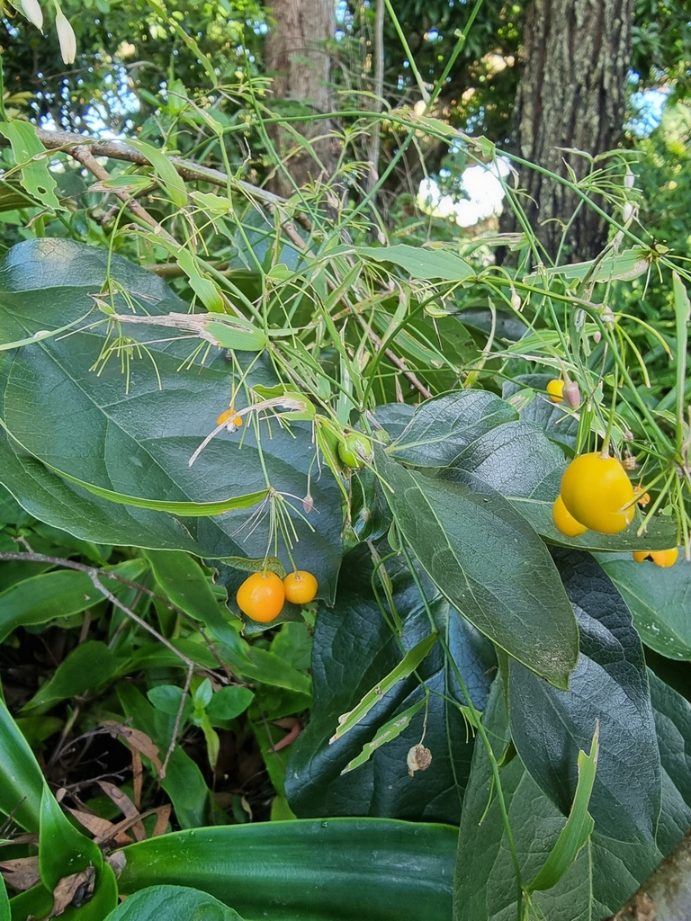 Wombat Berry from Upper Caboolture QLD 4510, Australia on February 1 ...