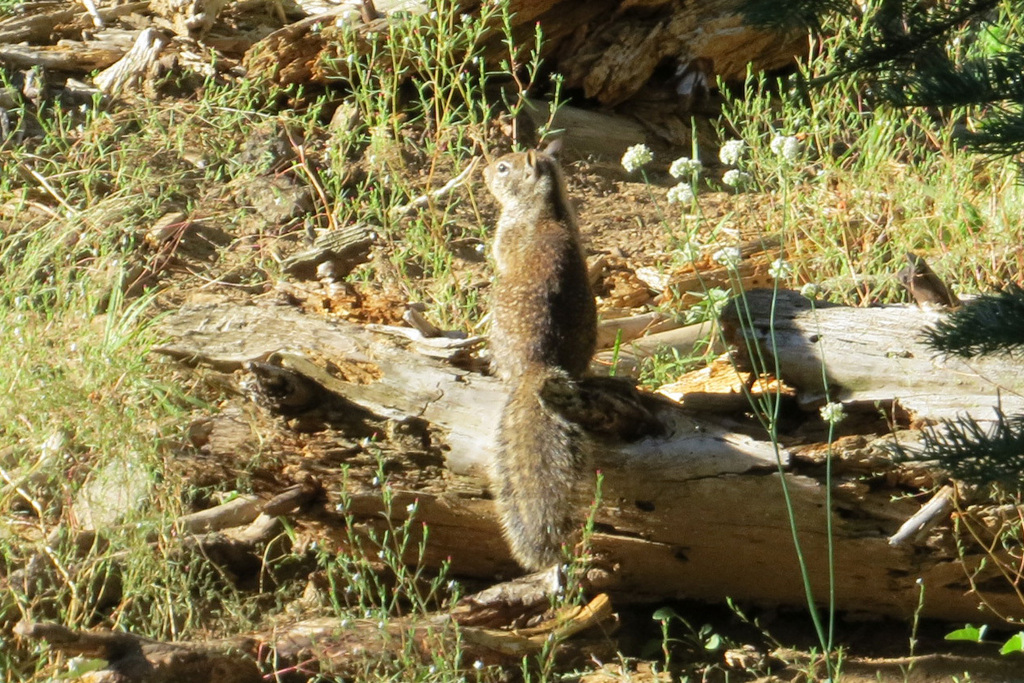 California Ground Squirrel from Mariposa County, CA, USA on August 19 ...