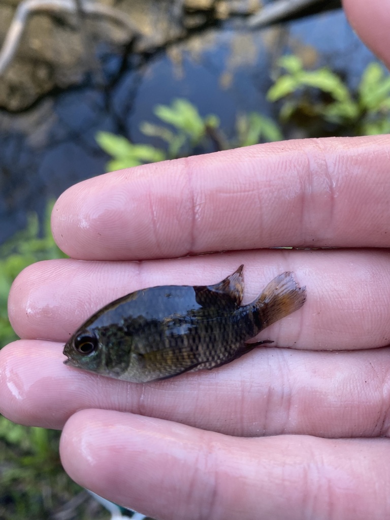 Dimerus Cichlid from Starling Crossing Dr, Lithia, FL, US on January 31 ...