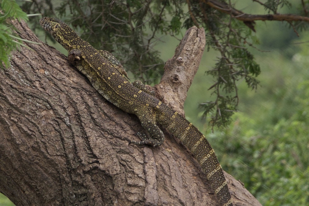Nile Monitor from Queen Elizabeth National Park, Busongora, Western, UG ...