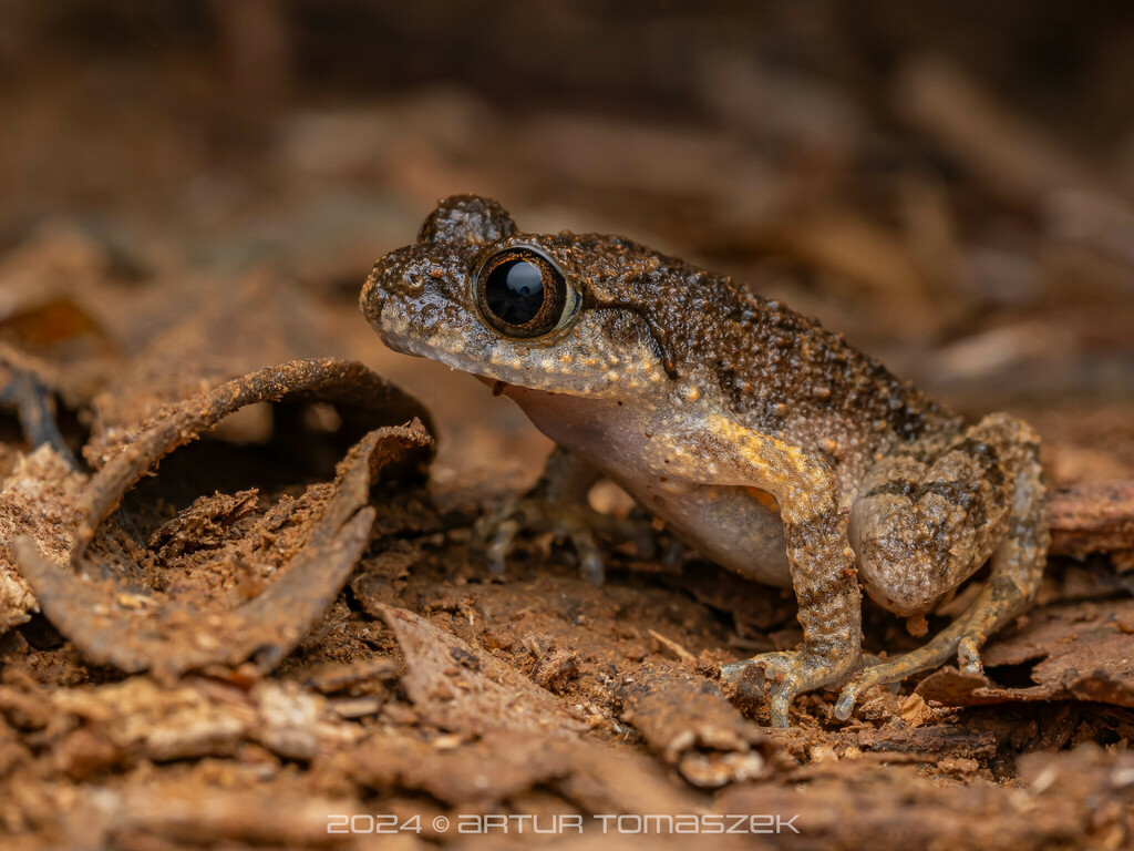 Lau's Leaf Litter Toad in January 2024 by Artur Tomaszek · iNaturalist