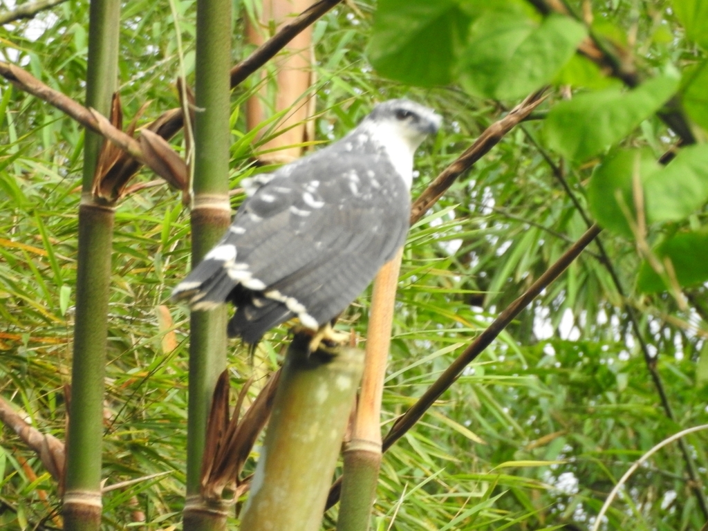 Gray-backed Hawk in December 2023 by Byron Delgado · iNaturalist