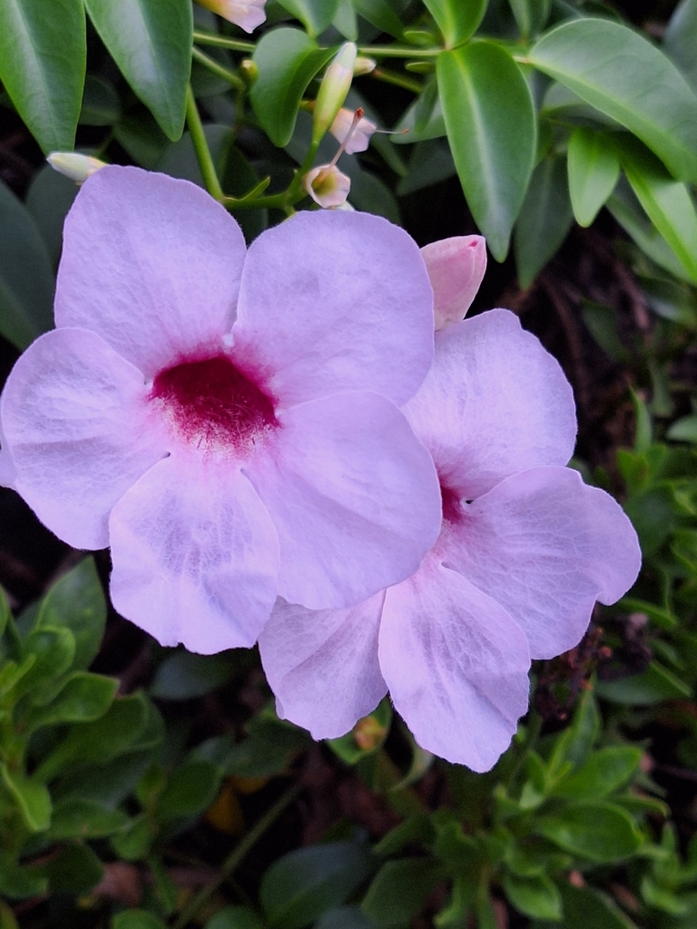 Bower Plant from The Gap QLD 4061, Australia on January 8, 2024 at 06: ...