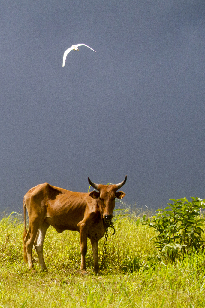 Taurine × Indicine Cattle from Guadalupe on July 30, 2019 at 10:20 AM ...