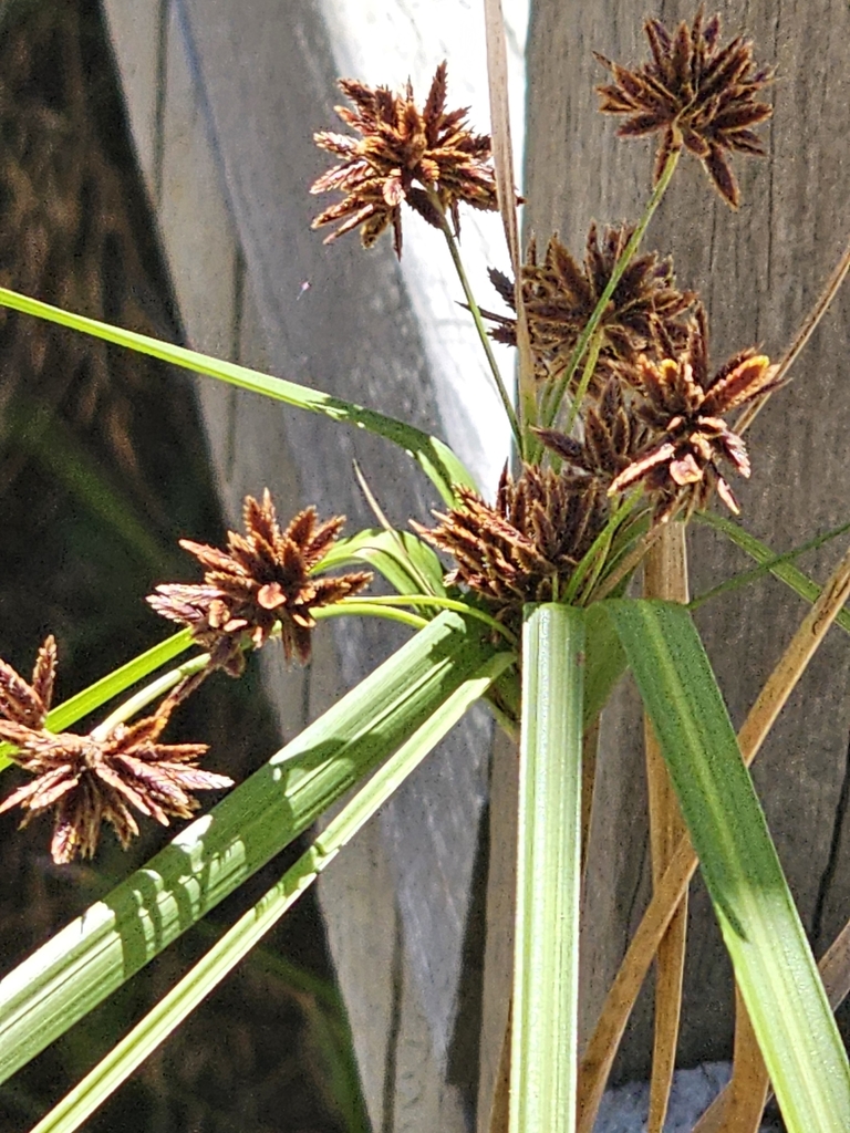 Stiff-leaved Flat-sedge from Belair SA 5052, Australia on February 1 ...