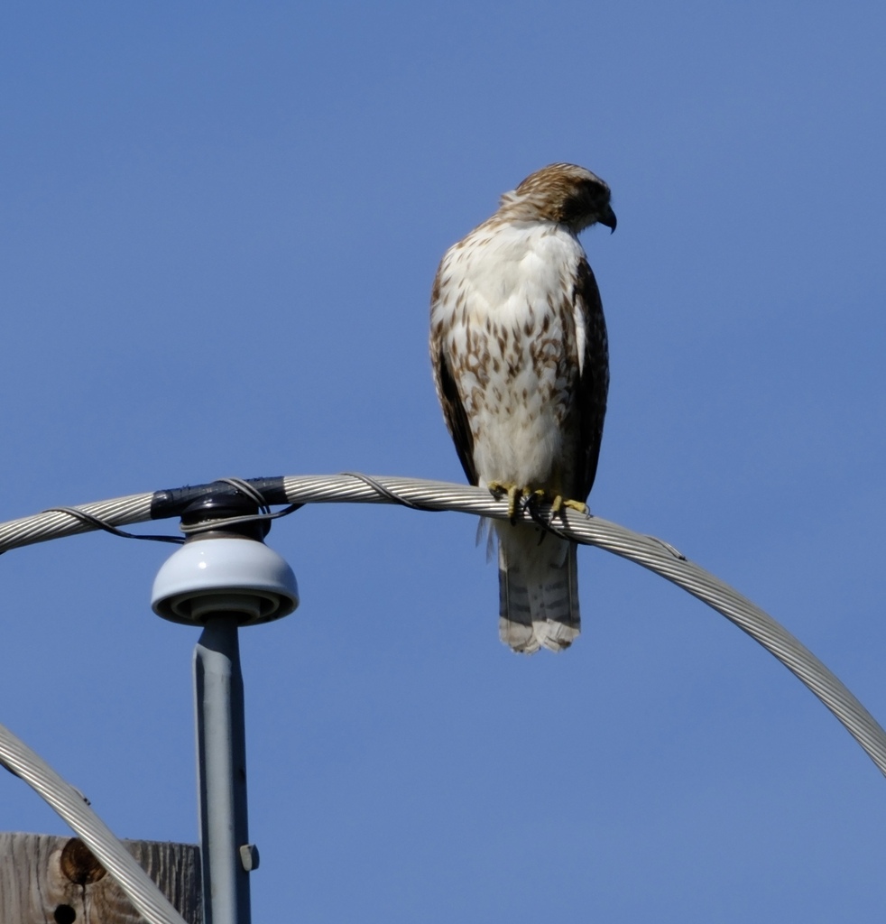Red-tailed Hawk from Austin, TX, USA on January 31, 2024 at 12:26 PM by ...