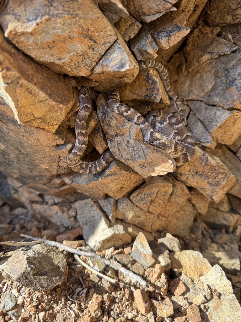 Sonoran Lyre Snake in January 2024 by Corrie Harrison · iNaturalist