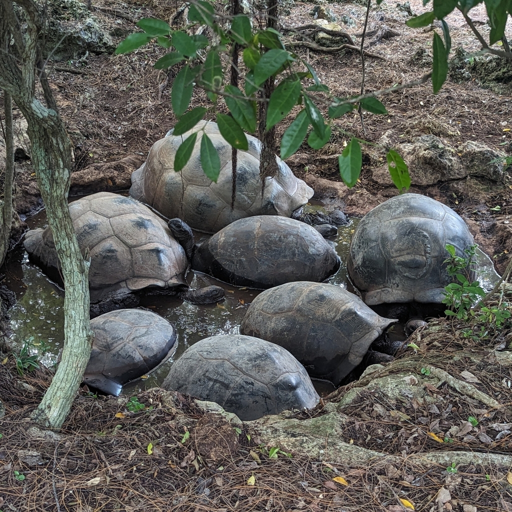 Aldabra Giant Tortoise in January 2024 by Daniel Austin · iNaturalist