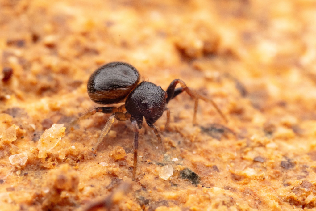 Talaus from Ledong Li Autonomous County, Hainan, China on January 3 ...