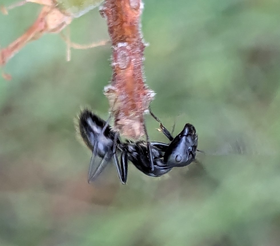 Golden-tailed Sugar Ant from Elsmore NSW 2360, Australia on February 1 ...