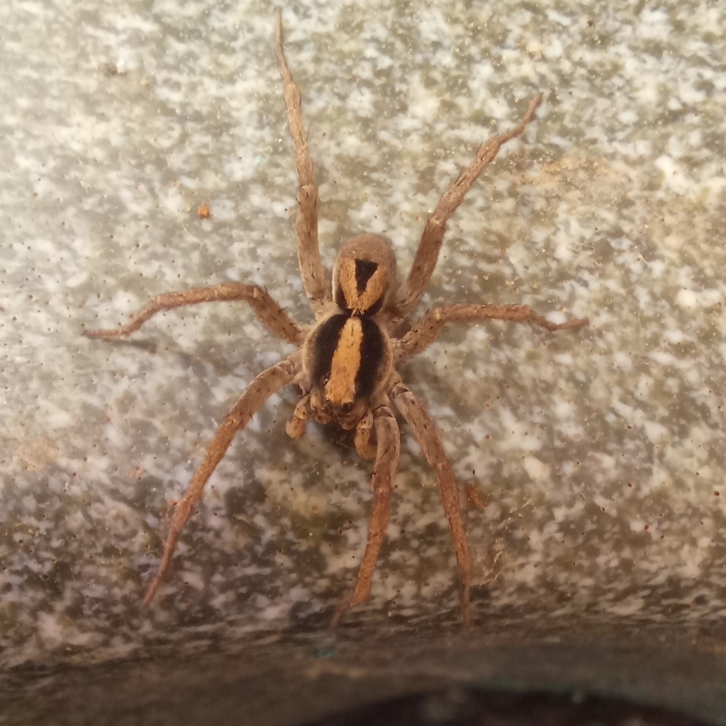 Arrowhead Wolf Spider from Londonderry WA 6429, Australia on February 1 ...