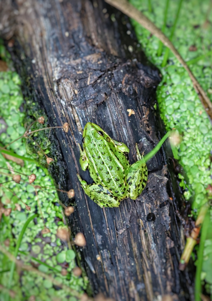 Pool frog complex and its kleptons from Московская обл., Россия, 143602 ...