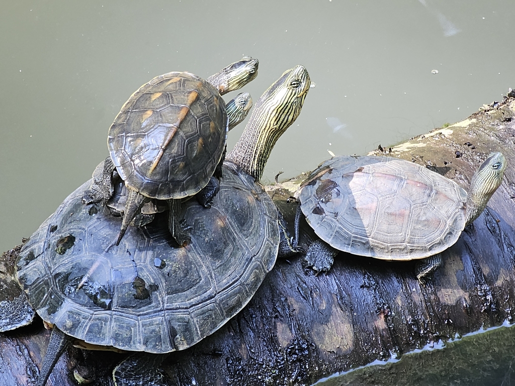 Common thread turtle from 600台灣嘉義市東區王田里 on February 1, 2024 at 01:15 PM ...