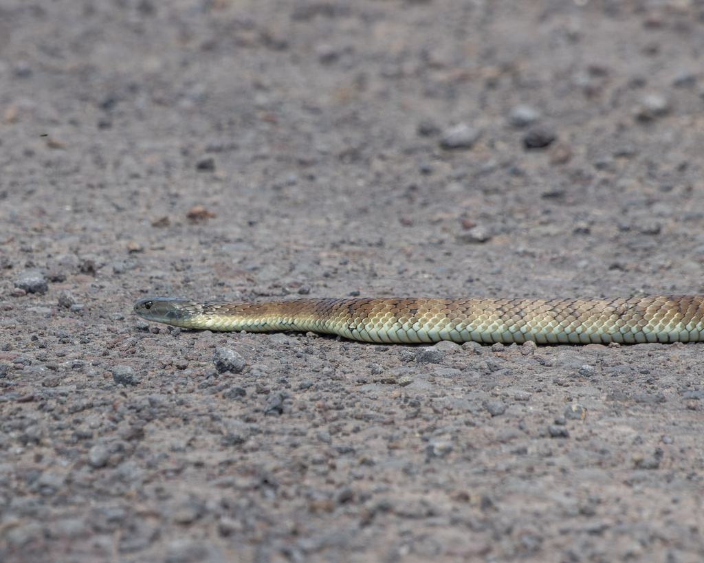 Serpiente tigre de Krefft desde Lake Borrie Inner Rd, Point Wilson, VIC ...