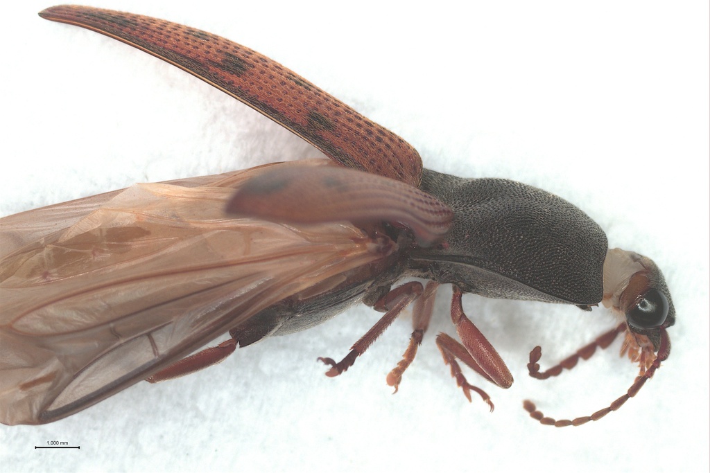 Monocrepidius from Itatinga - State of São Paulo, 18690-000, Brazil on ...