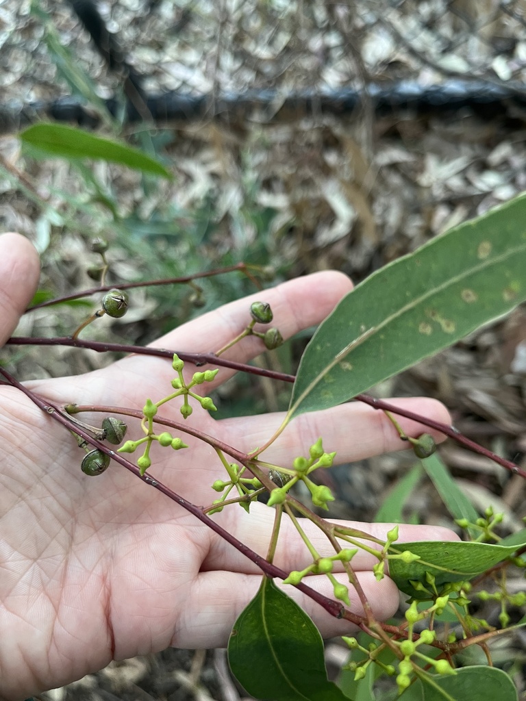 Murray red gum from Footscray High School, Footscray, VIC, AU on ...